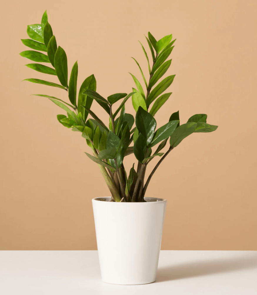 Low-maintenance plants to brighten up your dental office - Dandy