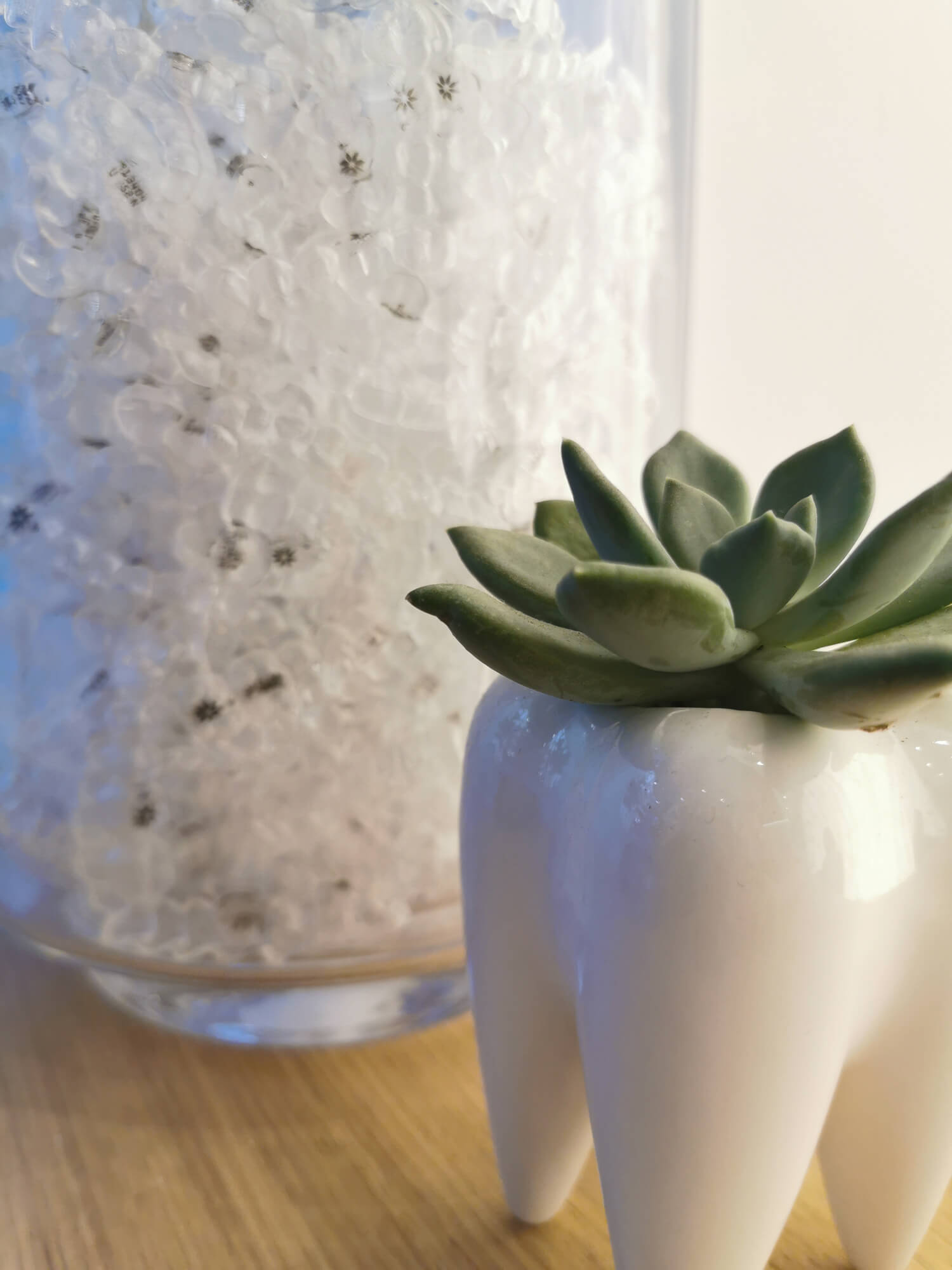 Low-maintenance plants to brighten up your dental office - Dandy